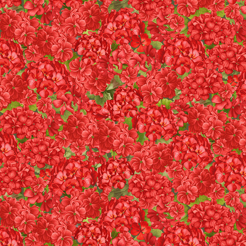 Scarlet Beauty Packed Geranium Red – Timeless Treasures – Fort Worth ...